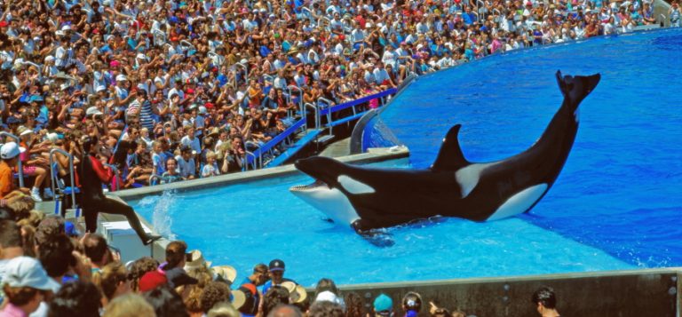 Everything To Know About Marine Animals Captivity ‣ Mundo Azul